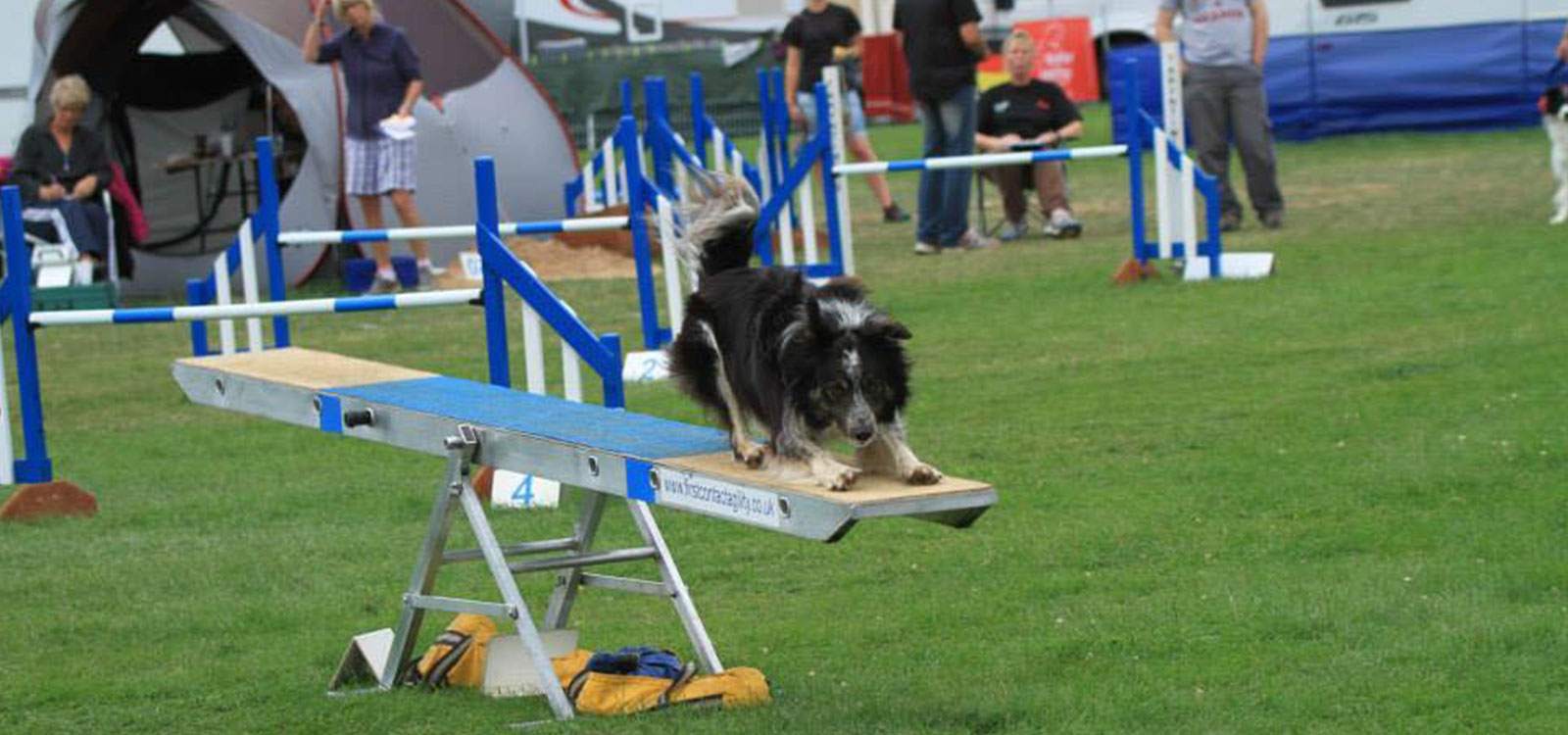 Dog on the seesaw on an agility course – Bristol & Bath Agility