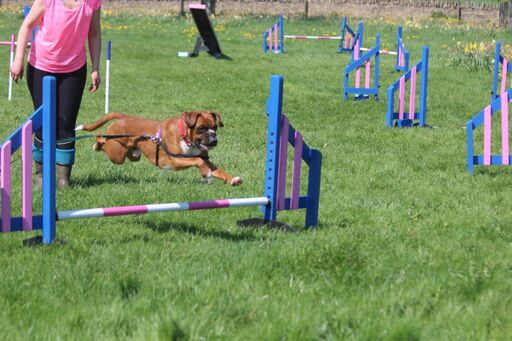boxer 1 – Bristol & Bath Agility